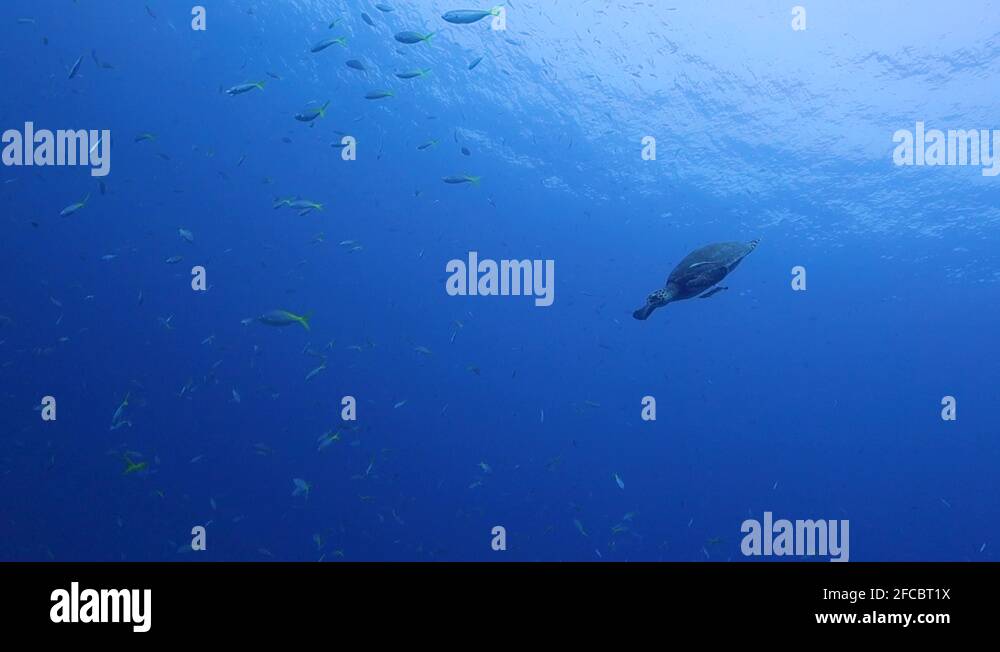 Adult Hawksbill Turtle swims down to a coral reef after taking a breath ...