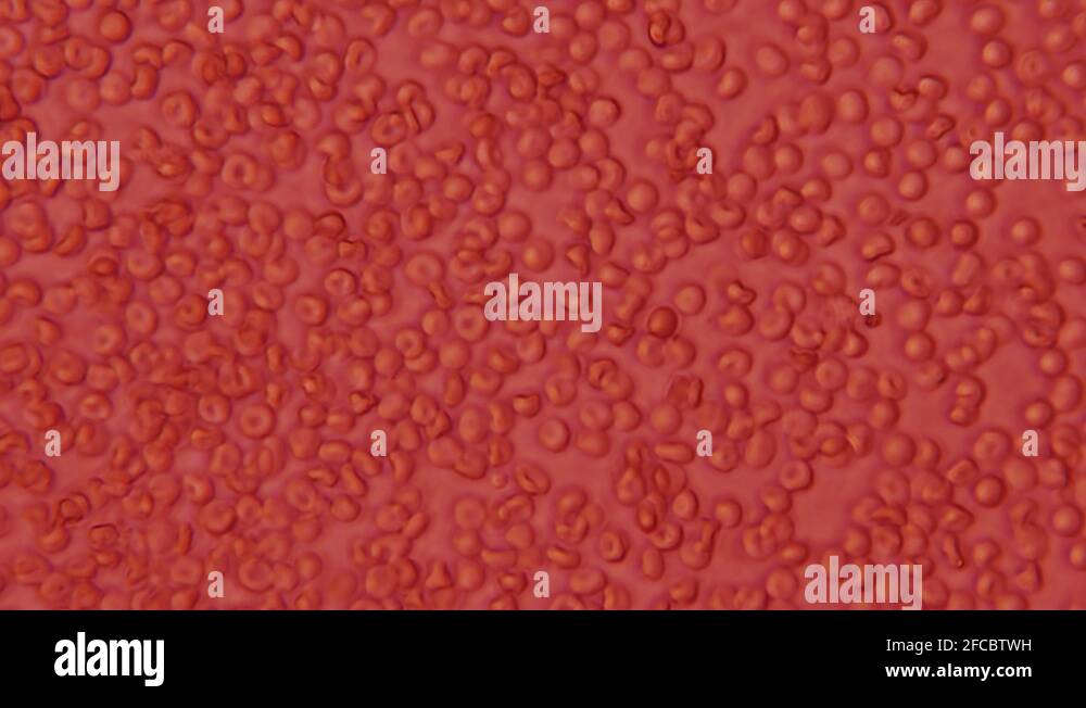 Red globules Stock Videos & Footage - HD and 4K Video Clips - Alamy