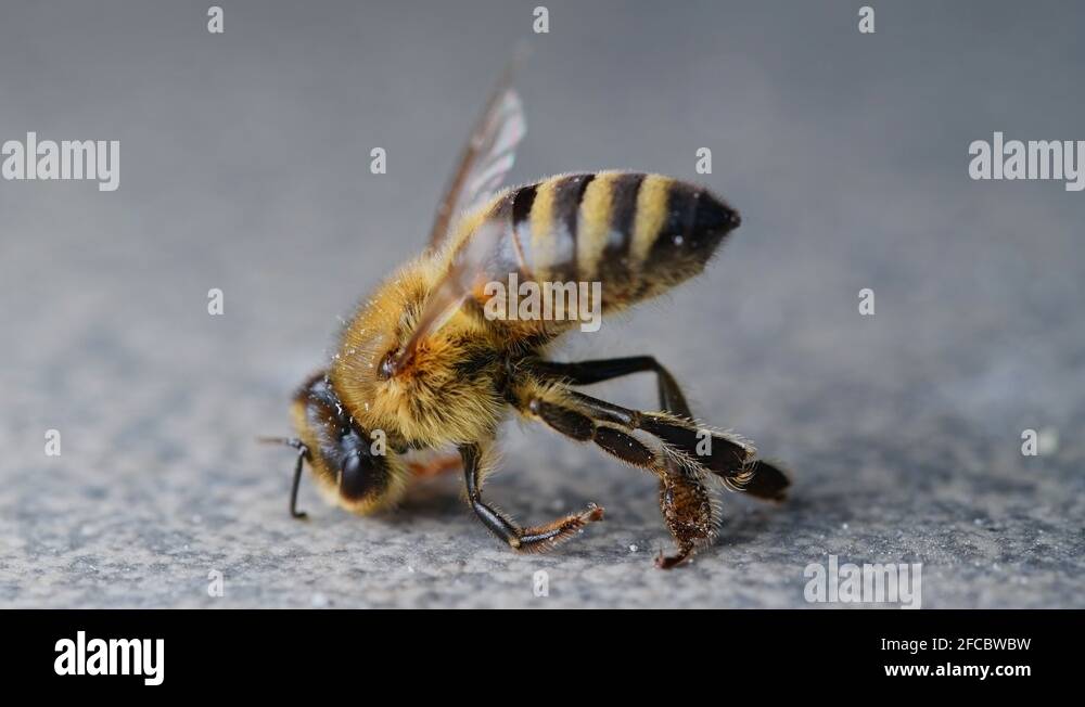 Dead honey bee Stock Videos & Footage - HD and 4K Video Clips - Alamy