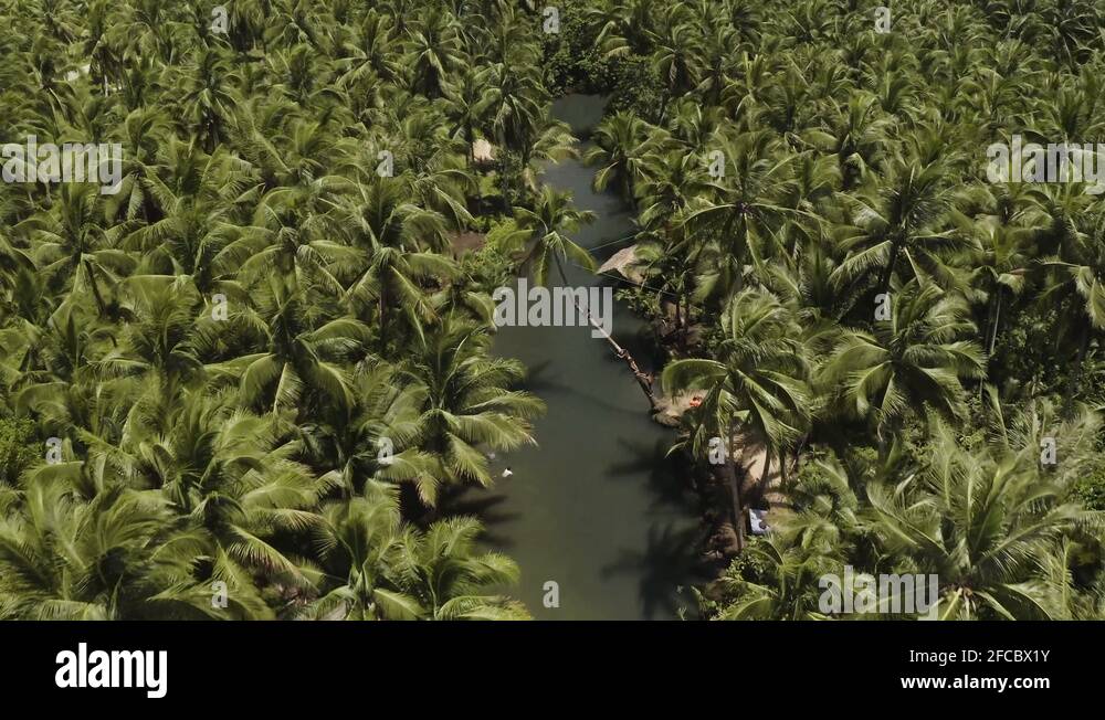 Jungle rope Stock Videos & Footage - HD and 4K Video Clips - Alamy