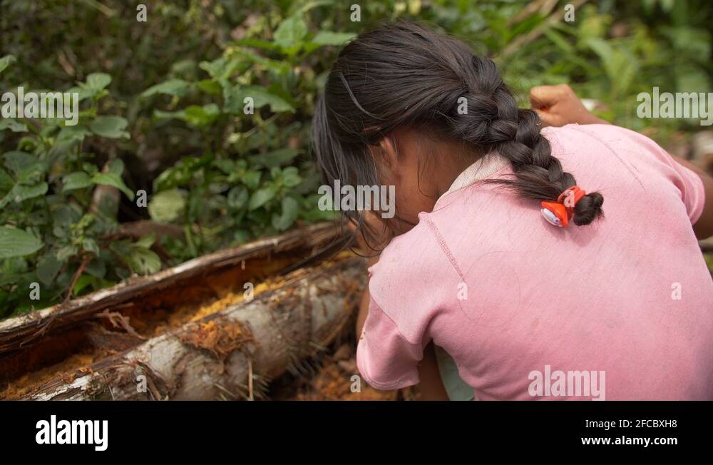 Daily life of indigenous Indian children, hunting worms in rotten tree ...