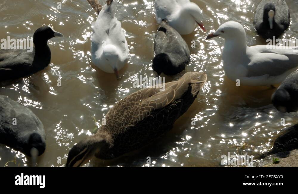 Australian water birds Stock Videos & Footage - HD and 4K Video Clips ...