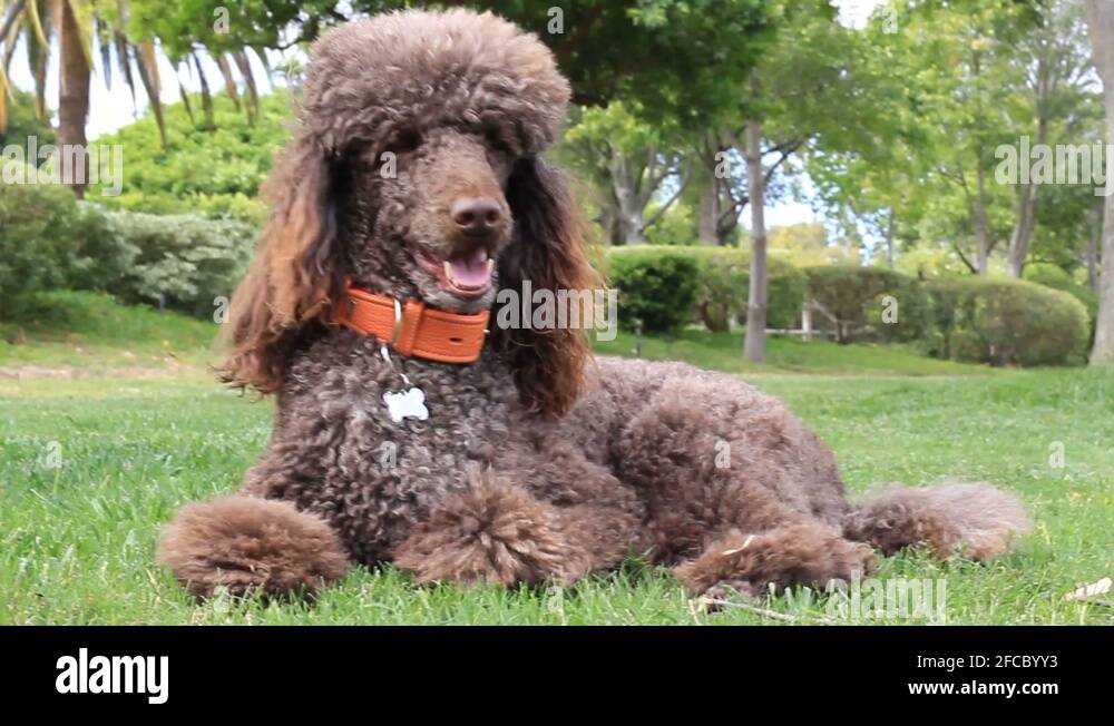 Portrait poodle Stock Videos & Footage - HD and 4K Video Clips - Alamy