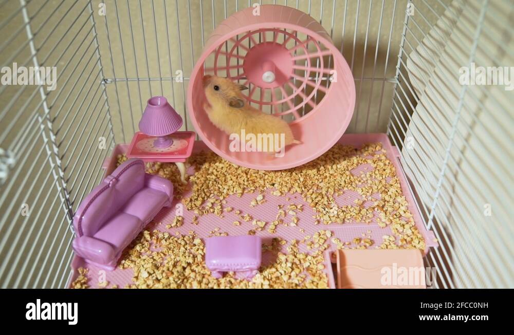 Hamster wheel cage Stock Videos & Footage - HD and 4K Video Clips - Alamy