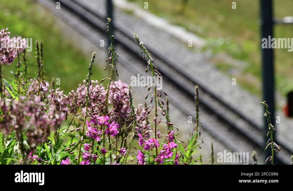 Alpine train switzerland Stock Videos & Footage - HD and 4K Video Clips ...