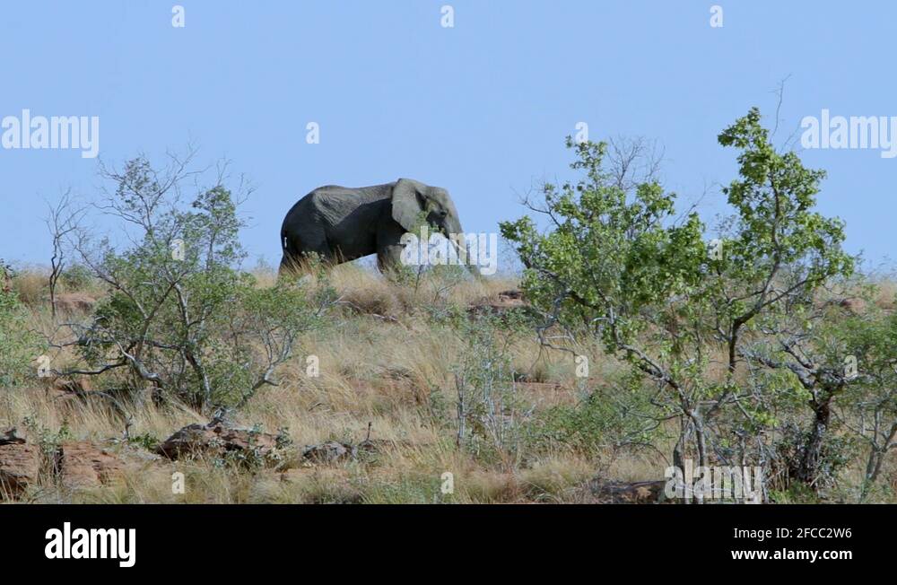 Elephant walking blue sky Stock Videos & Footage - HD and 4K Video ...