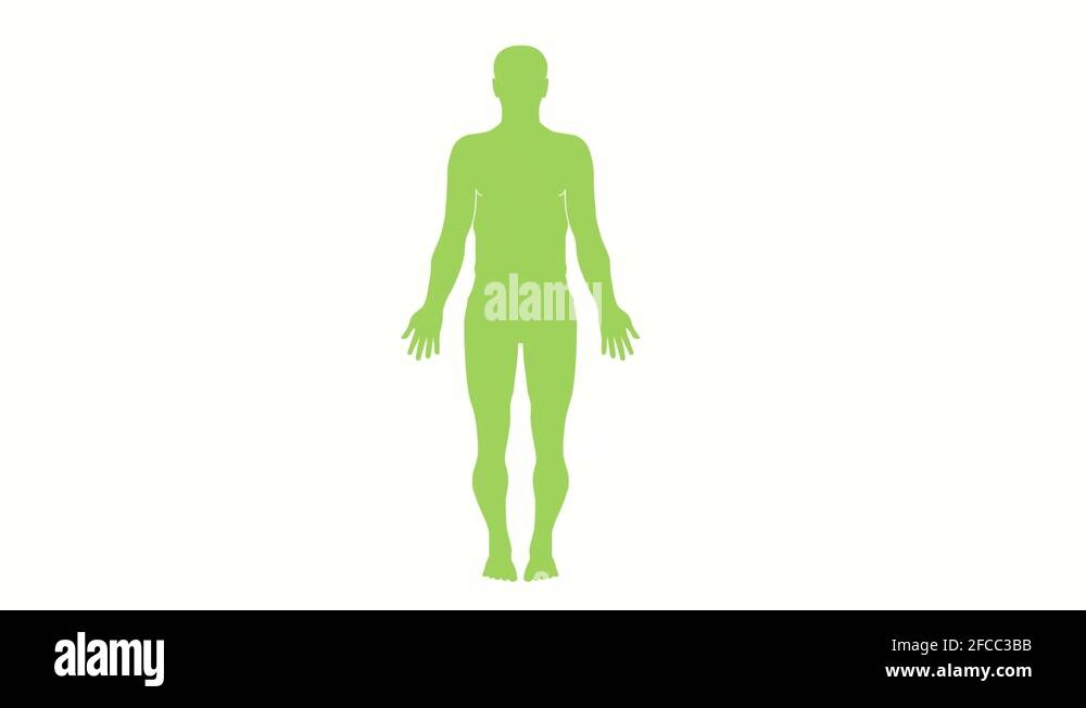 Standing anatomy Stock Videos & Footage - HD and 4K Video Clips - Alamy