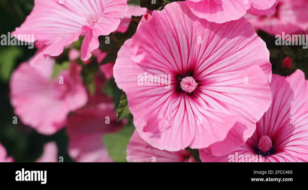 Commonly known as snapdragons or dragon flowers Stock Videos & Footage ...