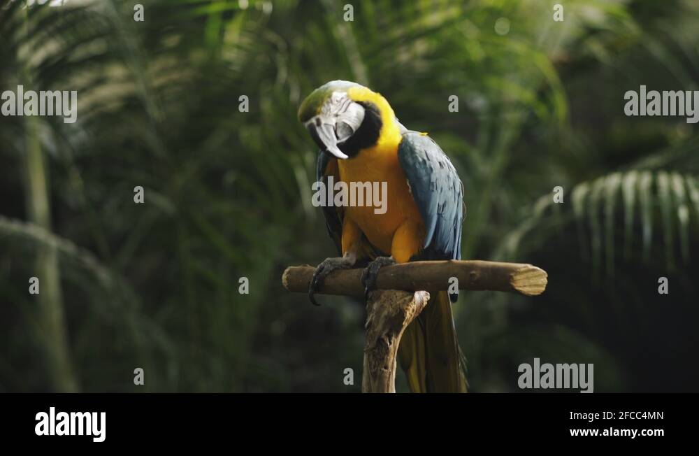 Parrot with long tail Stock Videos & Footage - HD and 4K Video Clips ...