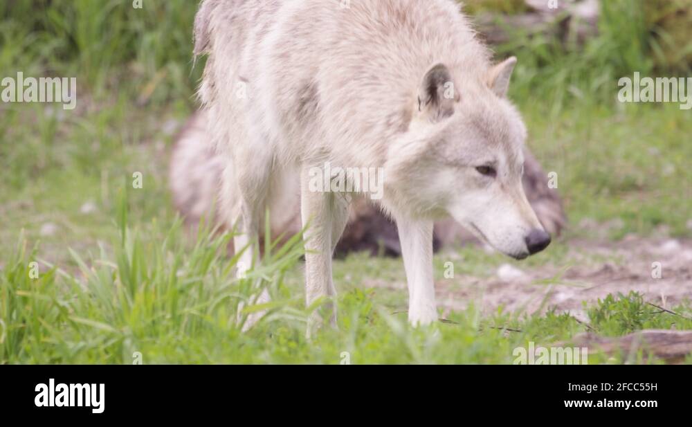 Walking wolf Stock Videos & Footage - HD and 4K Video Clips - Alamy