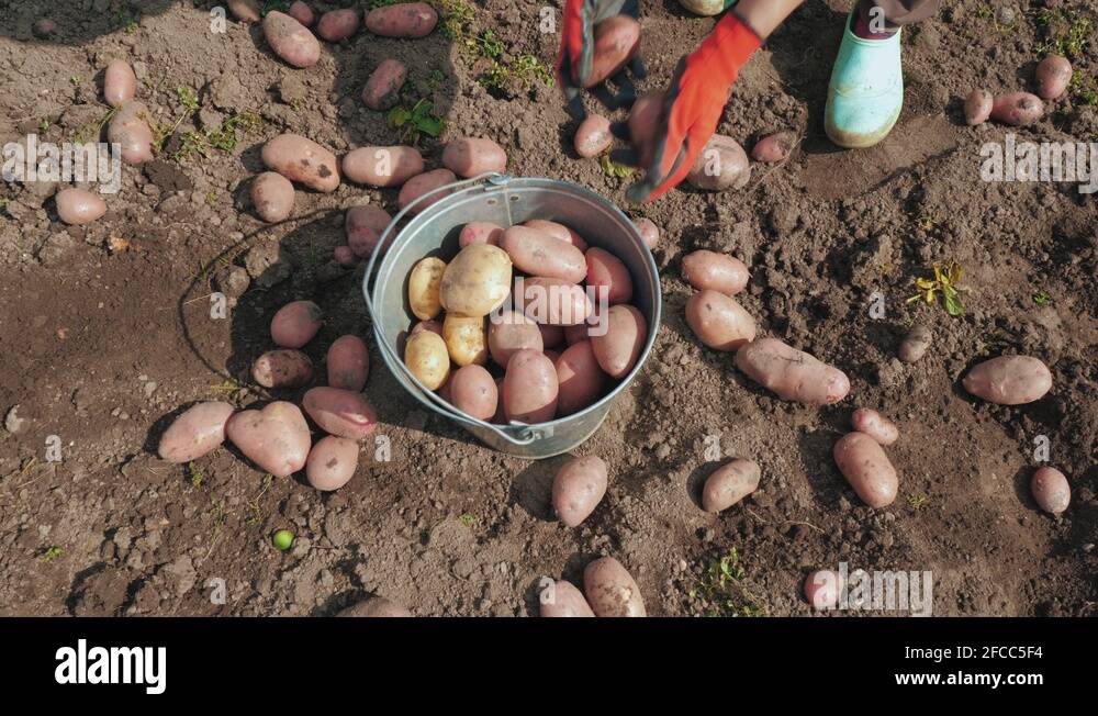A woman, a farm worker, puts potato tubers in a metal bucket Stock ...