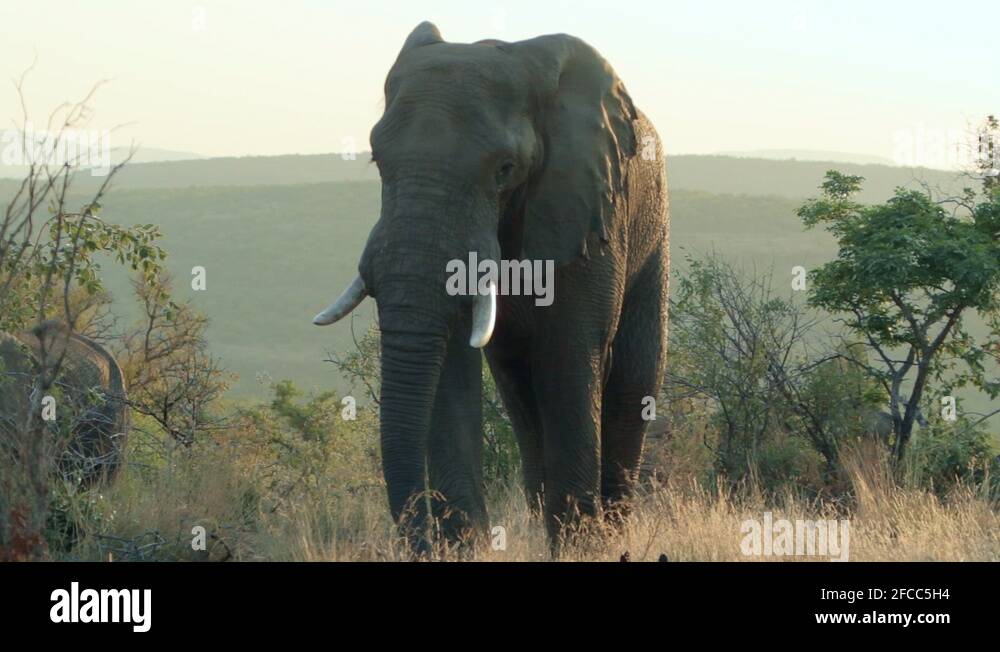 Adult male African elephant walking slowly towards camera in South ...