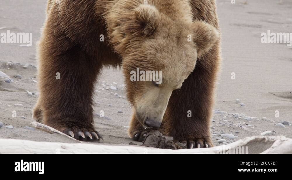 Alaskan Coastal Grizzly Brown Bear smells pile of poop scat CU. 4K RED ...