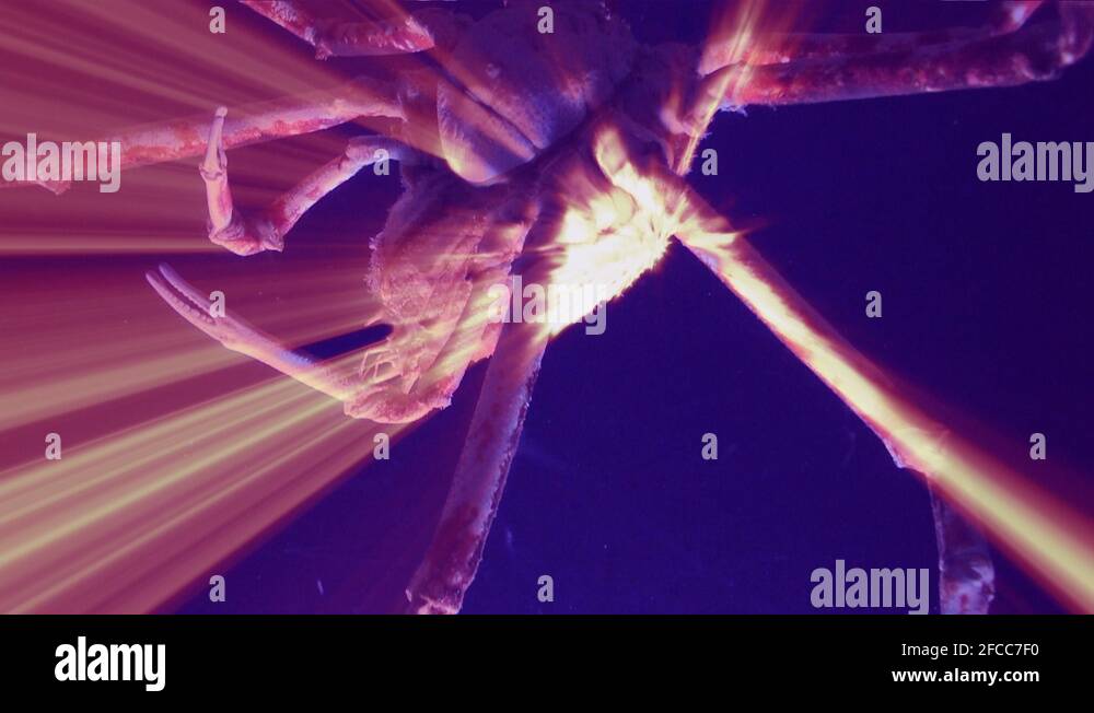 Abstract water effect Stock Videos & Footage - HD and 4K Video Clips ...