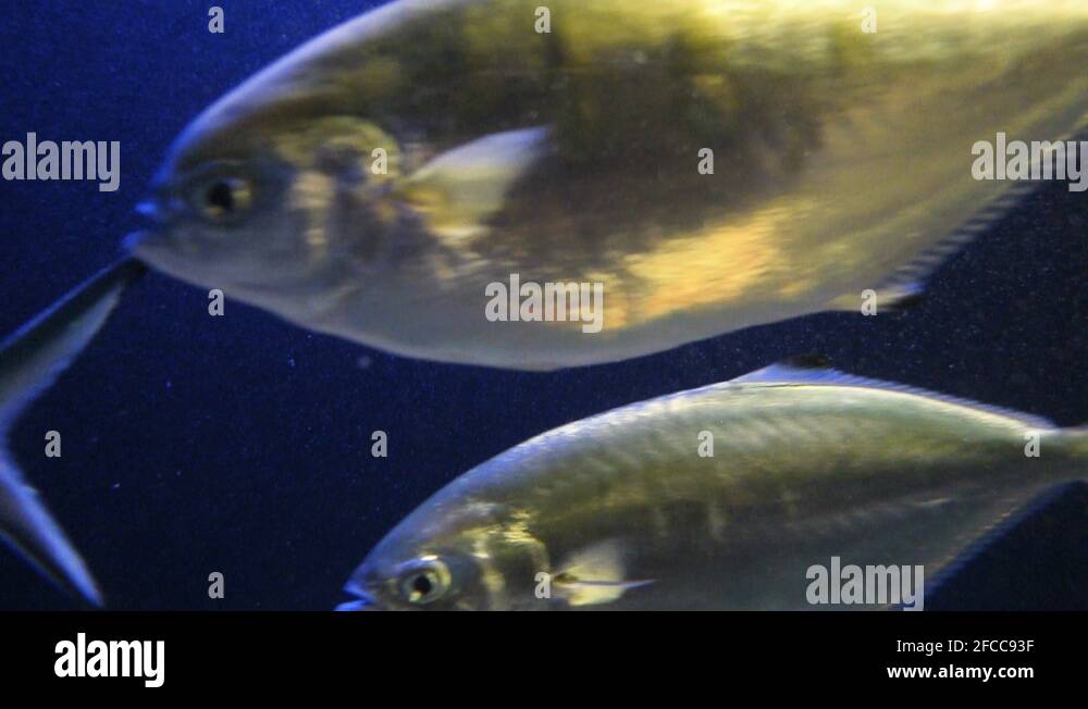 Mediterranean sea with group of Gilt-head bream dorade fish Stock Video ...