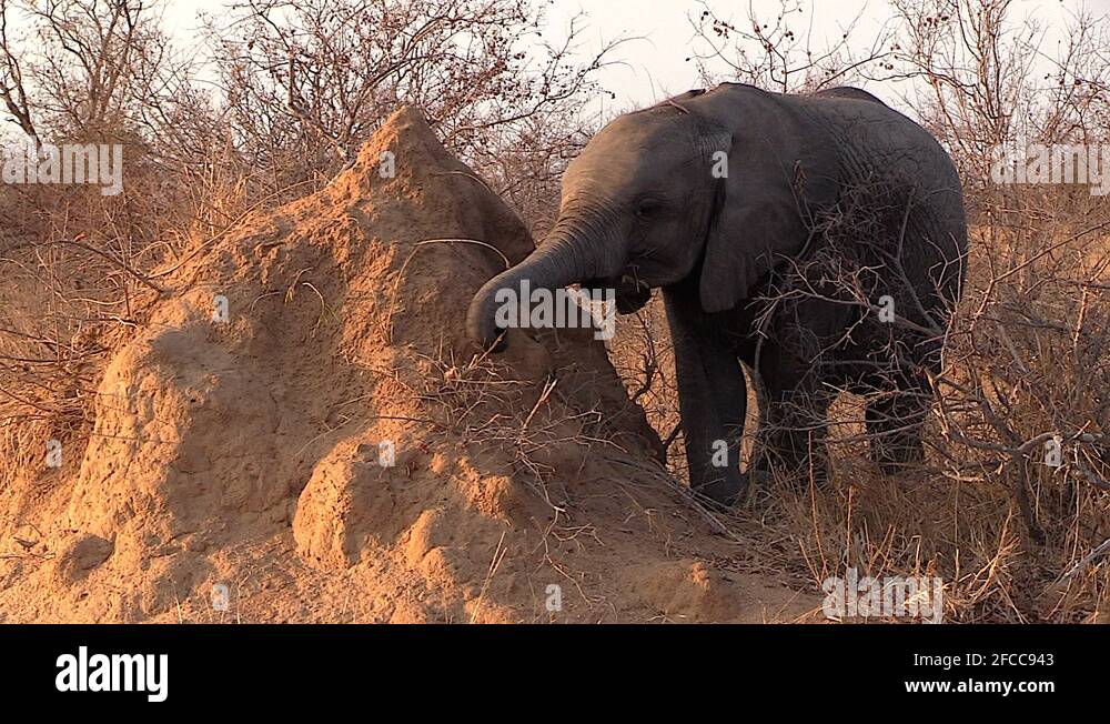Elephant grass growing Stock Videos & Footage - HD and 4K Video Clips ...