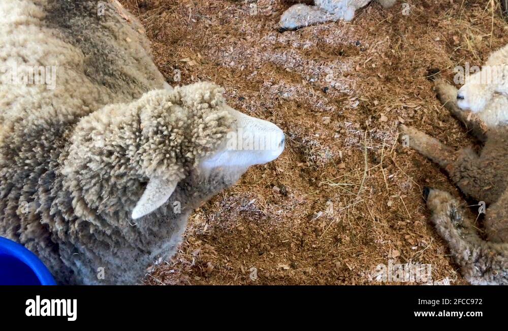 Sheep in cages waiting to be sold at county fair. Docile Animals in ...