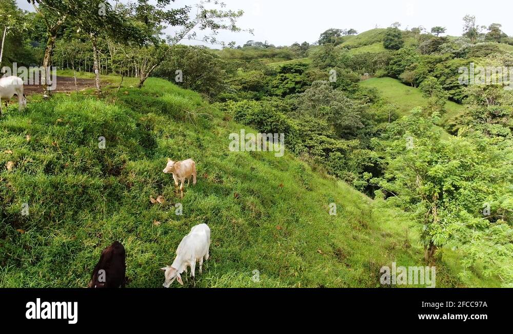 Cattle ranch costa rica Stock Videos & Footage - HD and 4K Video Clips ...