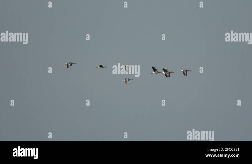 Eight geese Stock Videos & Footage - HD and 4K Video Clips - Alamy