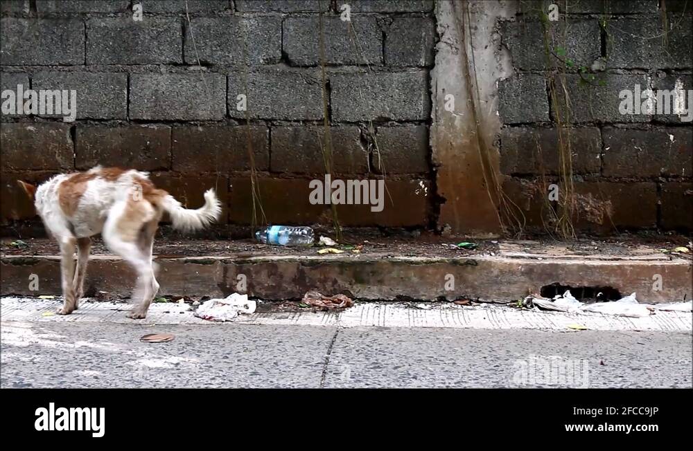 Dog eating trash Stock Videos & Footage - HD and 4K Video Clips - Alamy