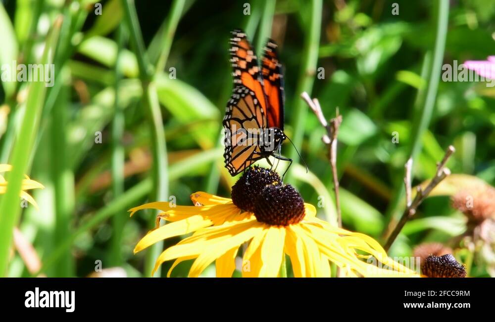 Monarch butterfly in garden Stock Videos & Footage - HD and 4K Video ...