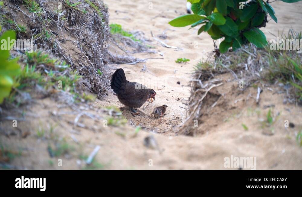 Native hawaiian beach Stock Videos & Footage - HD and 4K Video Clips ...