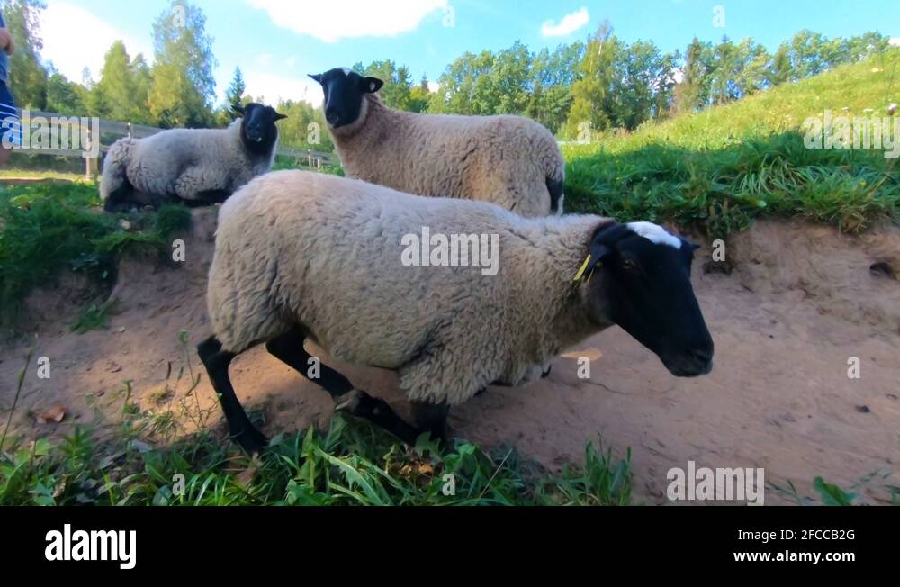 Sheep nose Stock Videos & Footage - HD and 4K Video Clips - Alamy