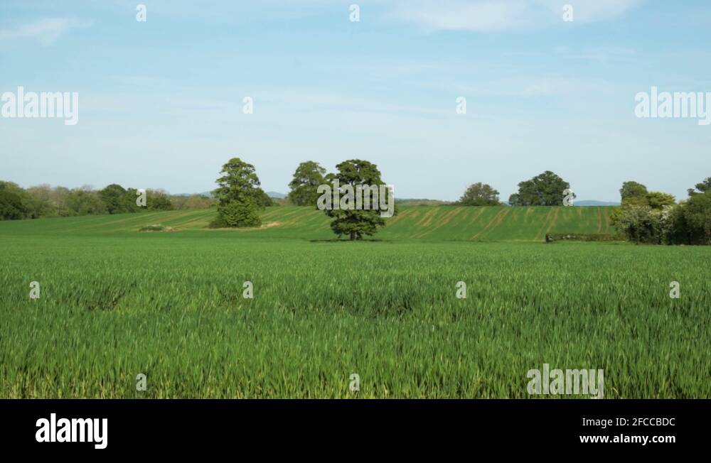 Crops growing farm clear sky agriculture Stock Videos & Footage - HD ...