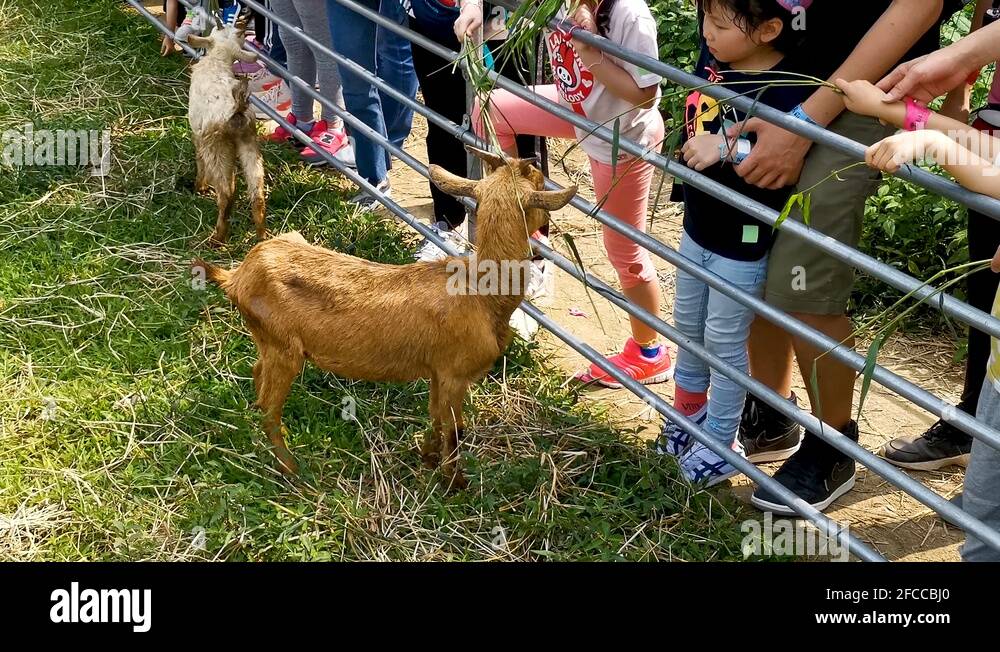Child feeding goats Stock Videos & Footage - HD and 4K Video Clips - Alamy
