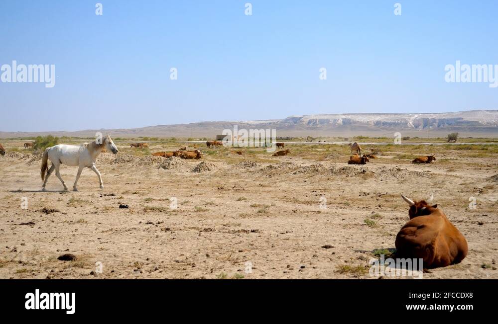 Wild animals in the desert Stock Videos & Footage - HD and 4K Video ...