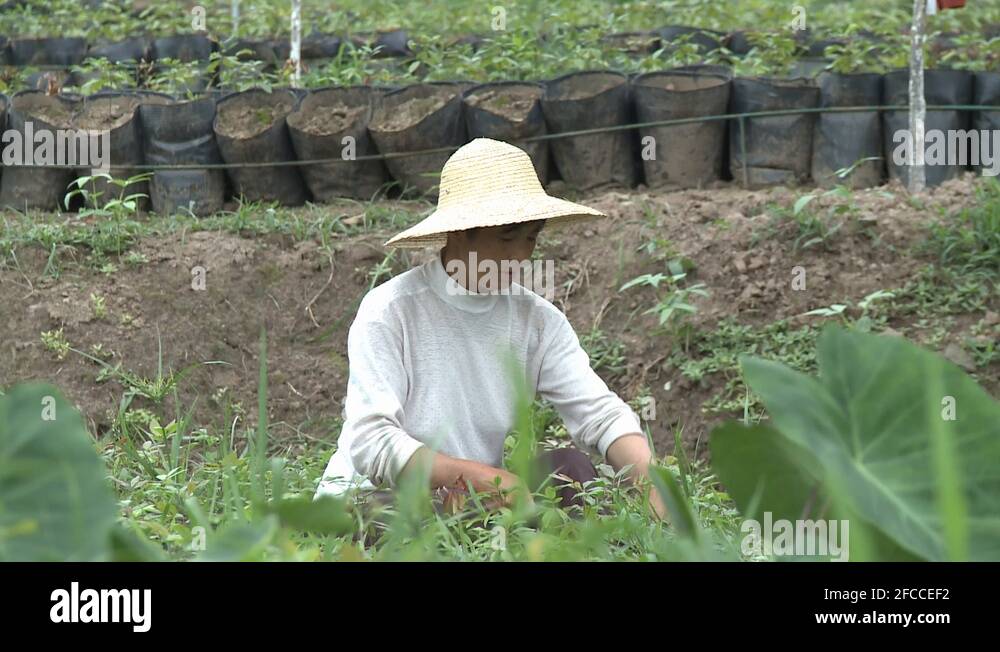 Traditional chinese farming Stock Videos & Footage - HD and 4K Video ...