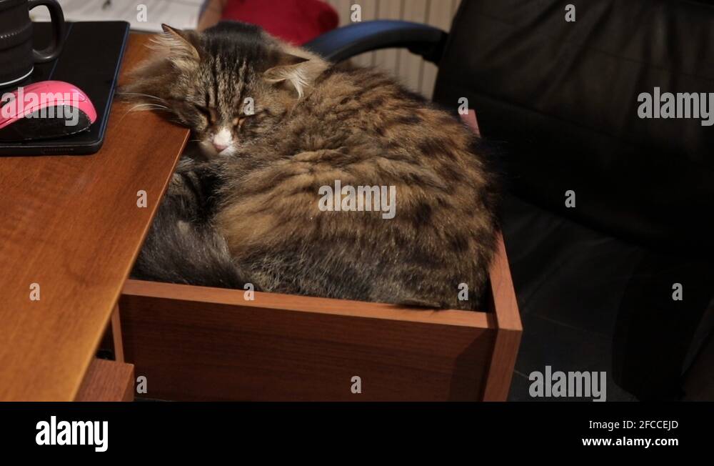 Cat cuddle paw Stock Videos & Footage - HD and 4K Video Clips - Alamy