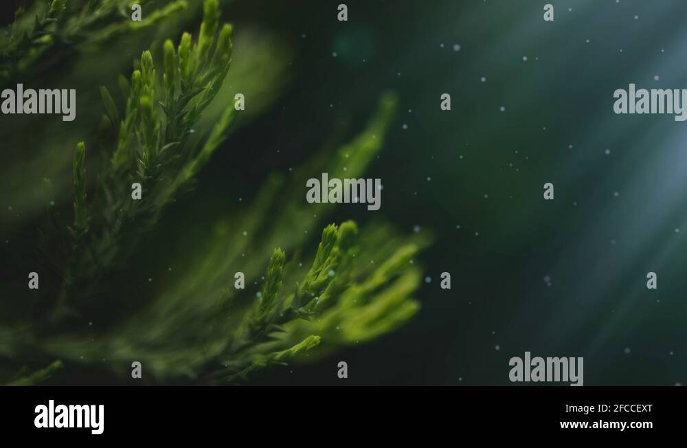 Looping Cinemagraph of evergreen growth in motion with sunlight ...