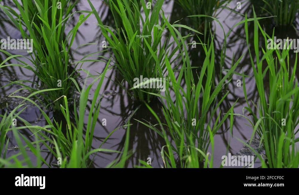 background view new green field healthy rice business. agriculture ...