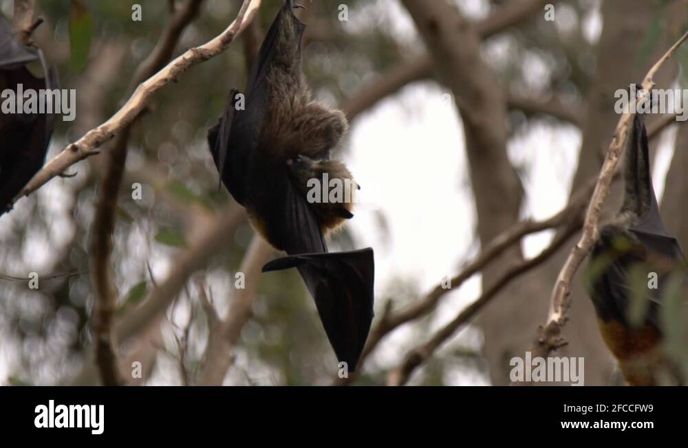 Flying Fox Upside Down Morning Self Cleaning Service Stock Video Footage Alamy