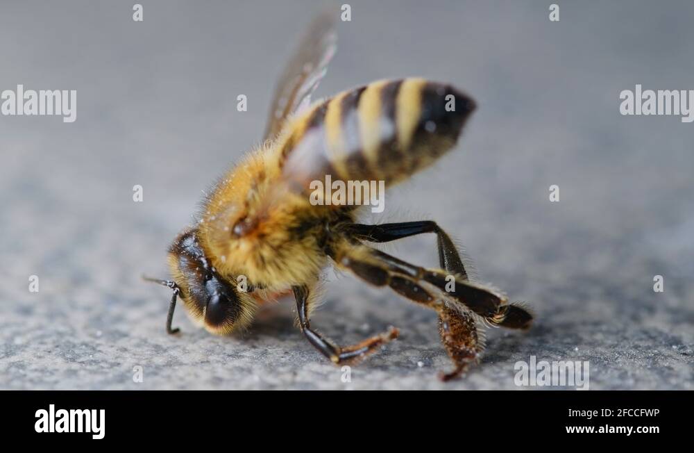 Death spasm of a honey bee, poisoned by plant treatment agricultural ...