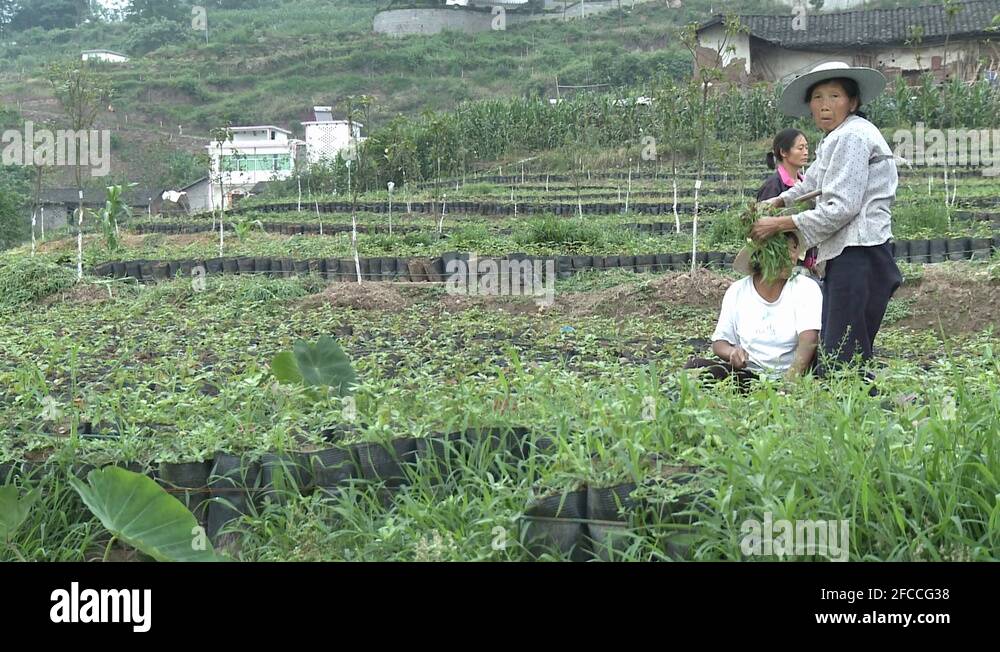 Chinese Peasants traditional agricolture Stock Video Footage - Alamy