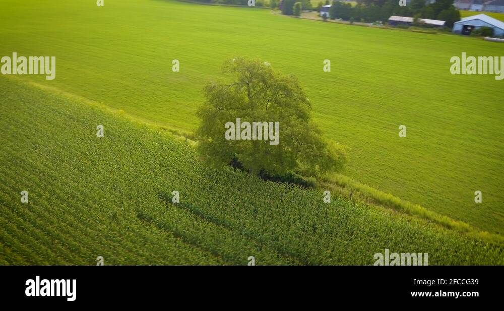 Tree on edge corn field Stock Videos & Footage - HD and 4K Video Clips ...