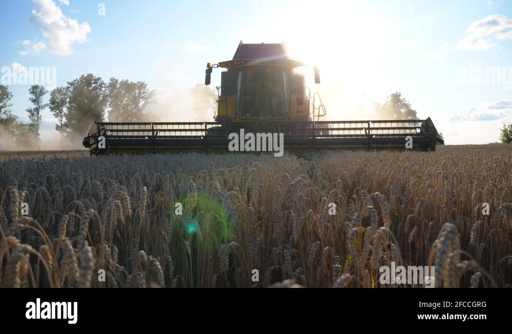 Crop grain wheat Stock Videos & Footage - HD and 4K Video Clips - Alamy