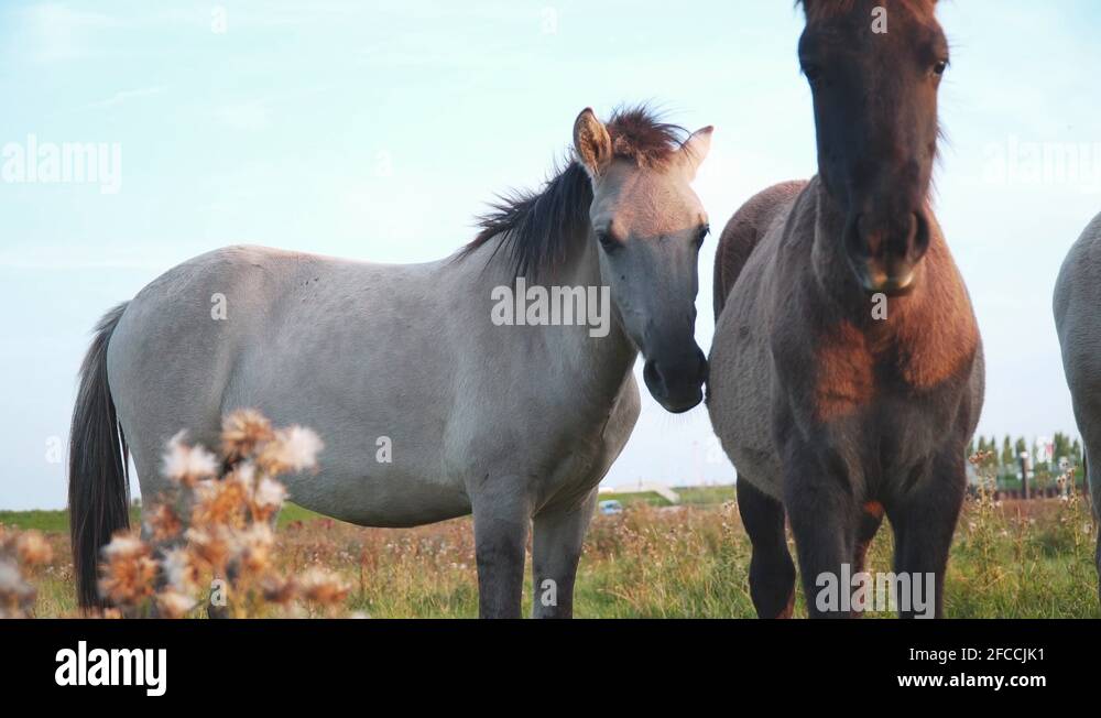 Cuddle couple Stock Videos & Footage - HD and 4K Video Clips - Alamy