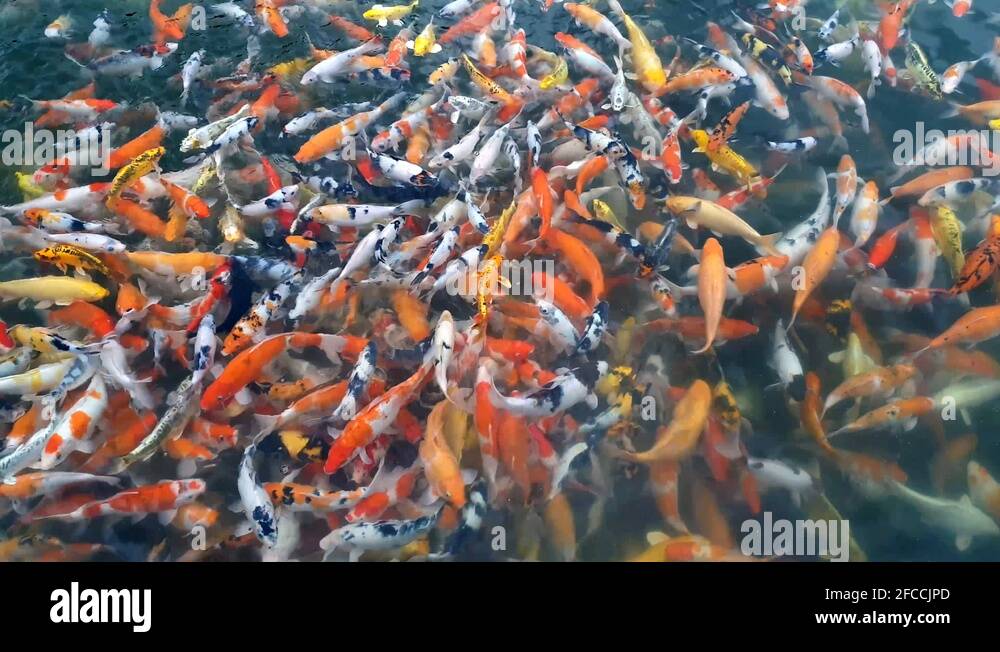 Cluster many koi fish in Stock Videos & Footage - HD and 4K Video Clips ...