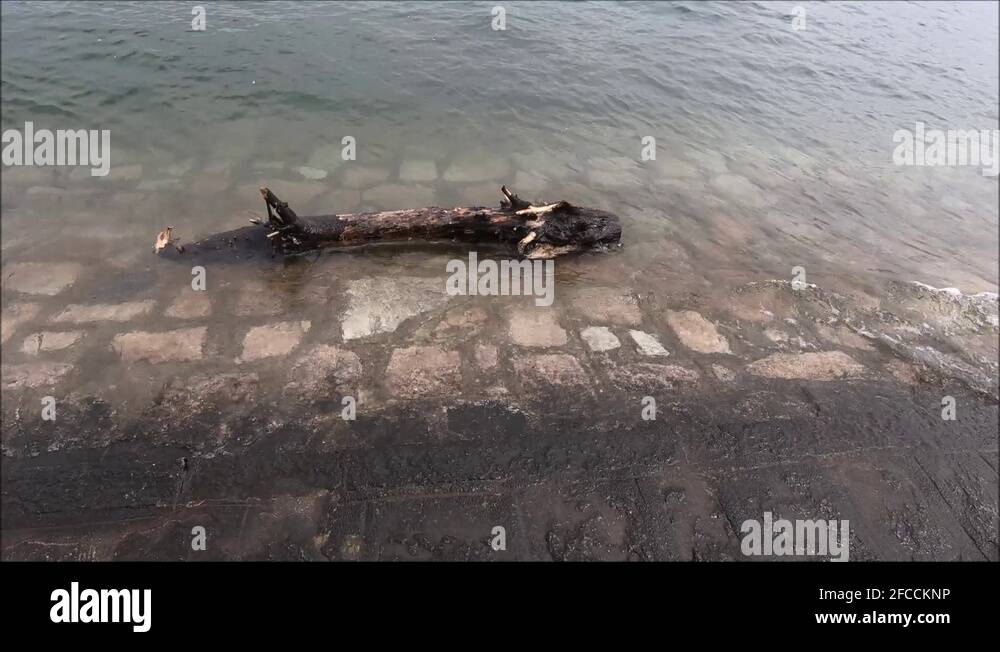 Tree trunk swimming on water surface in Lago Maggiore. Italy. Stresa ...