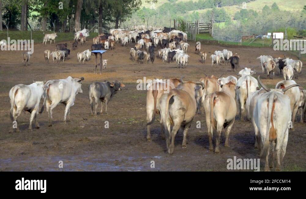 Cattle brahman Stock Videos & Footage - HD and 4K Video Clips - Alamy