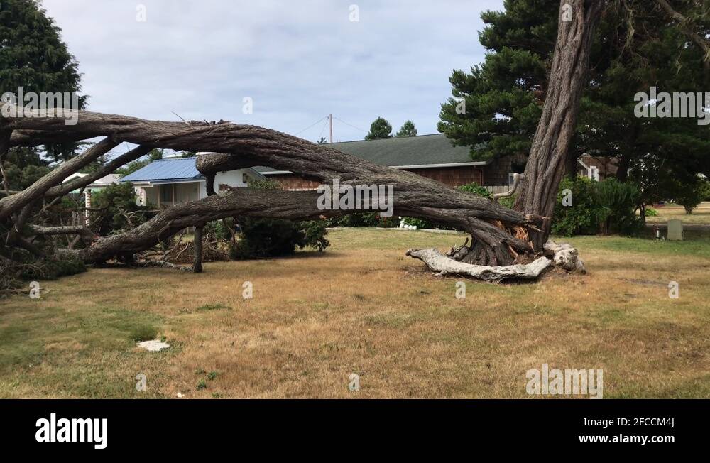 Tree fallen down building Stock Videos & Footage - HD and 4K Video ...