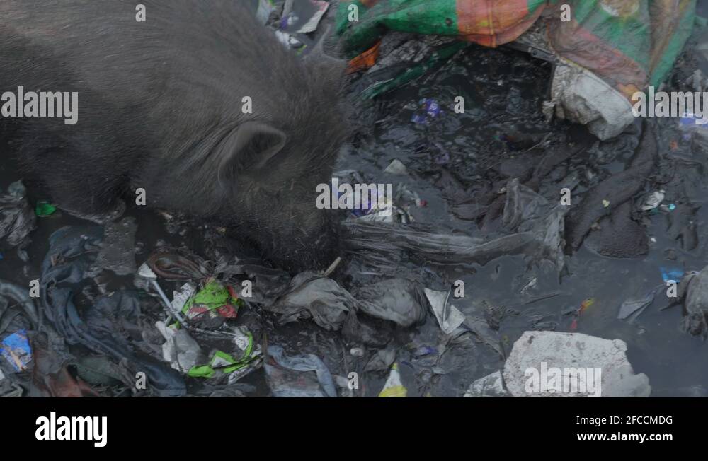 Family Of Pig Eating From Piles Of Garbage Pollution In A River Bank In ...