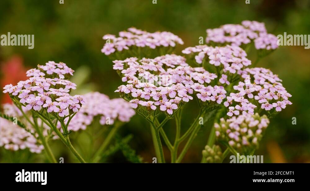 Pink achillea millefolium Stock Videos & Footage - HD and 4K Video ...