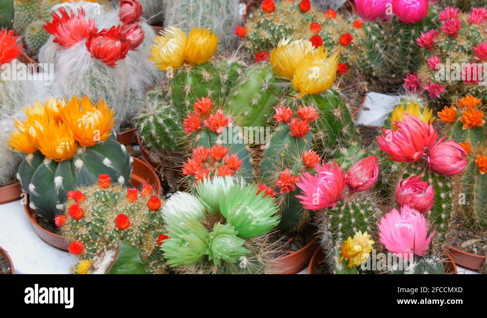Unusual leaf shapes Stock Videos & Footage - HD and 4K Video Clips - Alamy