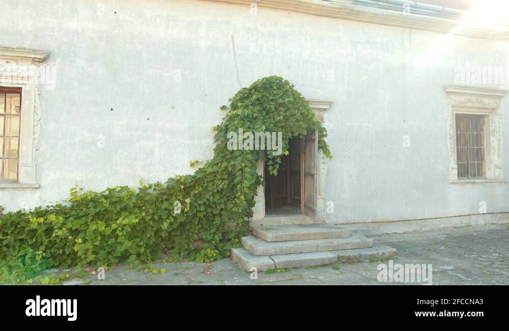 Begonia on the street Stock Videos & Footage - HD and 4K Video Clips ...