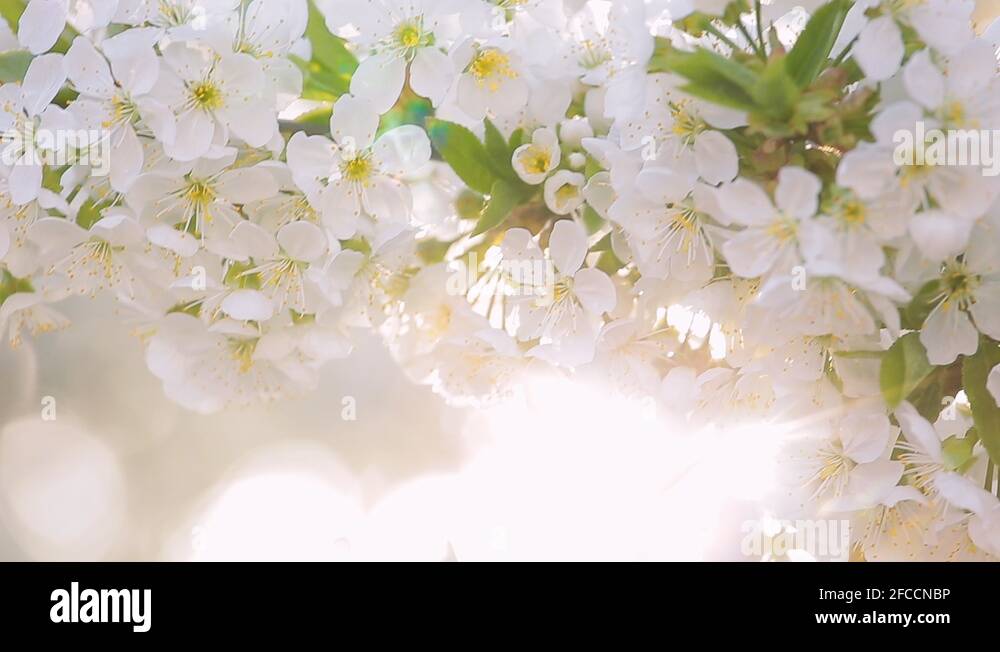 Fruit tree flower border Stock Videos & Footage - HD and 4K Video Clips ...