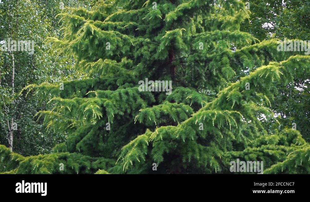 Himalayan cedar cedrus deodara Stock Videos & Footage - HD and 4K Video ...